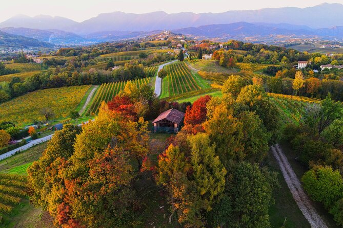 Exclusive Tour of the Vineyards with Visit to the Cellar! - Visiting the Cellar — A Step-by-Step Journey