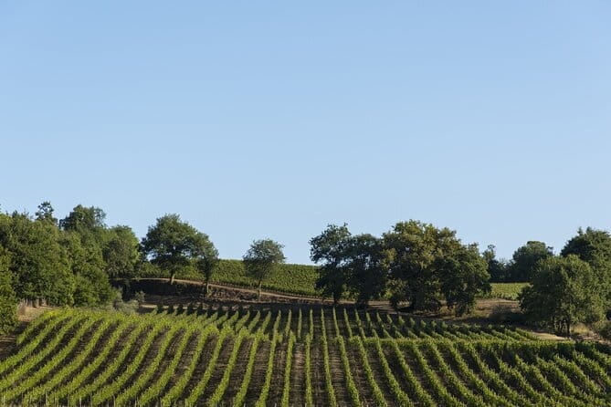 Exclusive Tuscan Pinot Noir, Land of Medici Family - Who Would Enjoy This Tour?