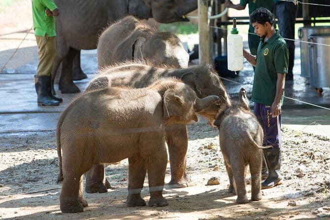 Exclusive : Udawalawe Safari & Elephant Transit Visit with Lunch - The Itinerary: A Step-by-Step Breakdown