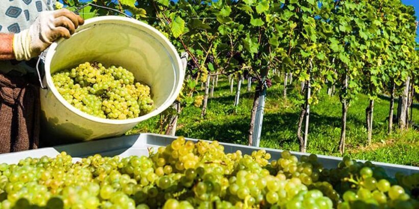 Exclusive Vinho Verde (Green Wine) experience & lunch - Final Thoughts: Who Will Love This Tour?