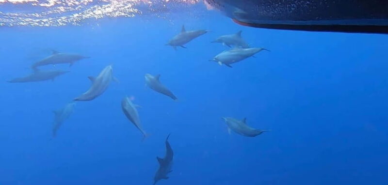 Exclusive Whale & Dolphin Tours in Sri Lanka: Trincomalee - Who Should Consider This Tour?