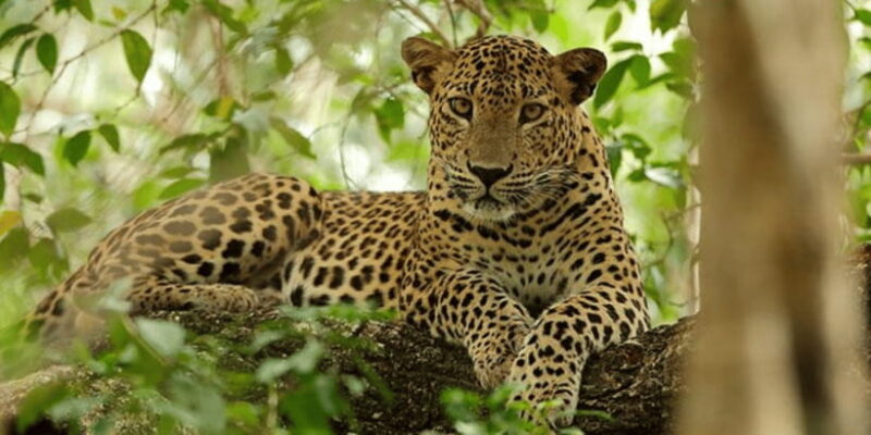 Exclusive : Wildlife Full Day Adventure in Wilpattu - Real Traveler Insights & Feedback