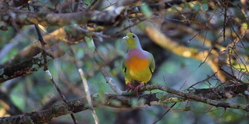 Exclusive : Wildlife Full Day Adventure in Wilpattu - Who Might Want to Consider Alternatives?