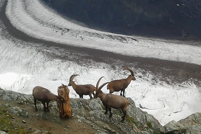 Exclusive Zermatt and Matterhorn: Small Group Tour from Bern - Who is This Tour Best For?