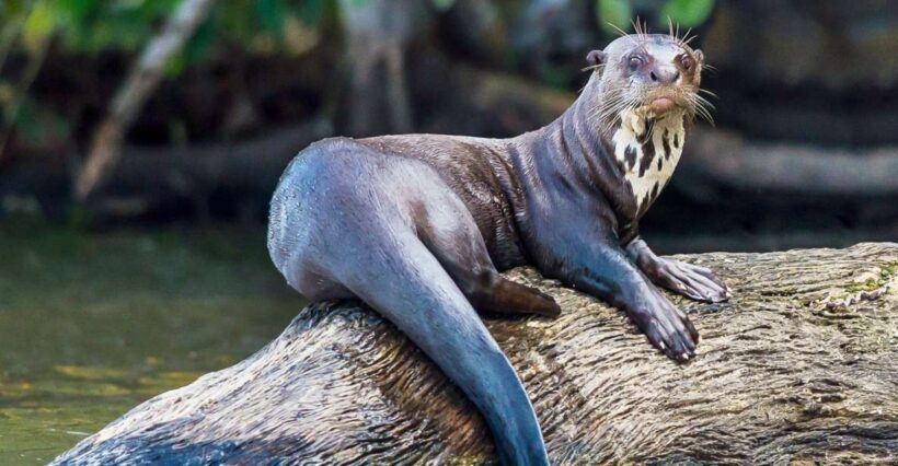 Excursion 3 days/2 nights in the jungle - Final Thoughts