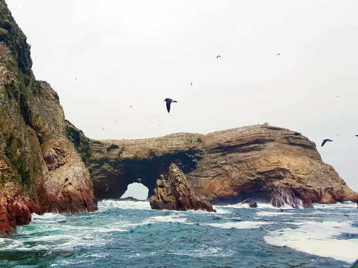Excursion: Ballestas Islands and Paracas National Reserve - An In-depth Look at This Tour: What to Expect