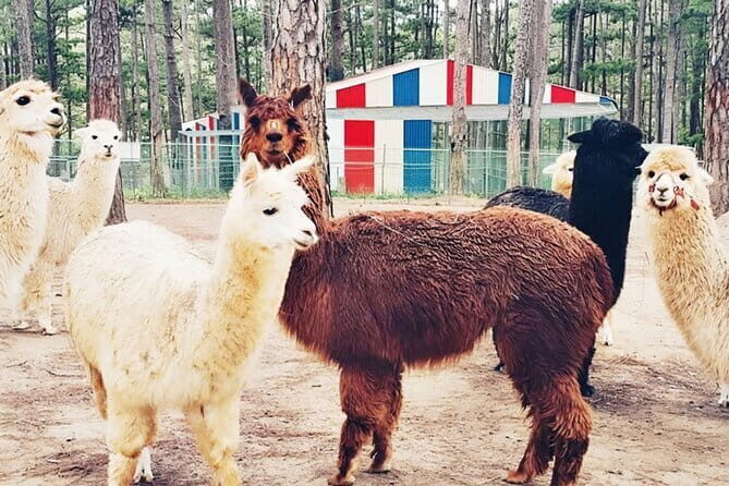 Excursion Da Lat Zoo Doo Tour - The Itinerary in Detail: What to Expect on Your Day