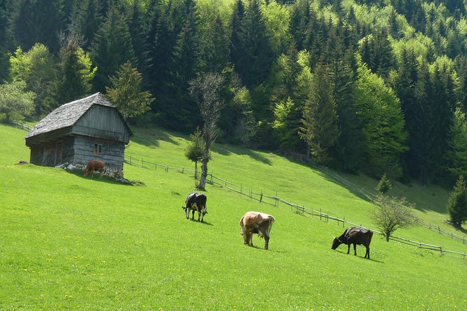 Excursion in Moeciu De Sus (Recommended for Families) With a Native Spanish Guide. - Key Points