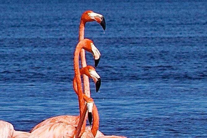 Excursion to Celestun Biosphere and Beach Day from Merida - A Deep Dive into the Celestún Experience