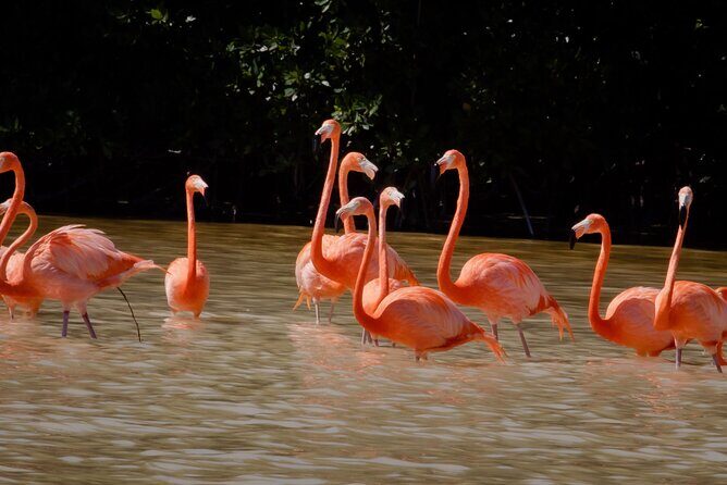 Excursion to Celestun Biosphere and Beach Day from Merida - Authentic Experiences and Guest Feedback