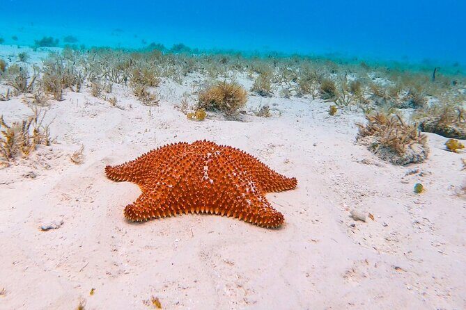 Excursion to Cozumel from Cancun - Authentic Experiences and Practical Tips