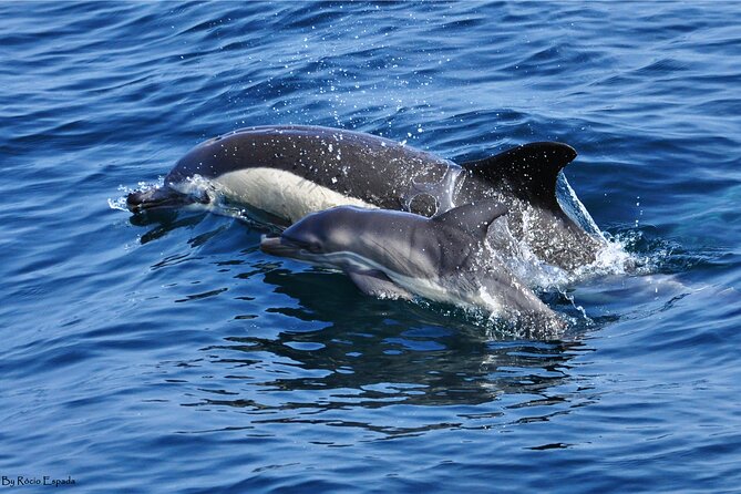 Excursion to Gibraltar with Dolphin Watching from Malaga - Analyzing the Value