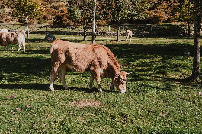 Excursion to Lakes of Covadonga and Cangas de Onís from Gijón - Authentic Experiences and Practical Tips