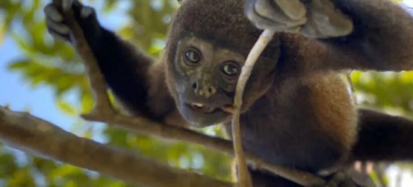 Excursion to Monkey Island - FAQ