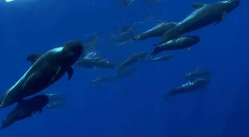 Excursion to see the whales - 3 Hours - The Experience: What to Expect on the 3-Hour Whale Watching Tour