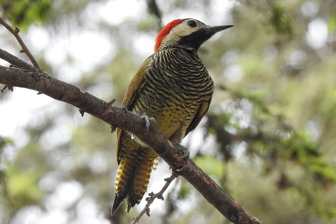 Excursion to Sicán, Túcume Pyramids, and Historic and Monumental Lambayeque. - Discovering Local Wildlife