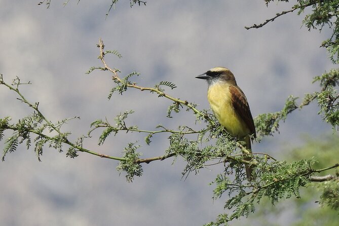 Excursion to Sicán, Túcume Pyramids, and Historic and Monumental Lambayeque. - Navigating the Tour Agency