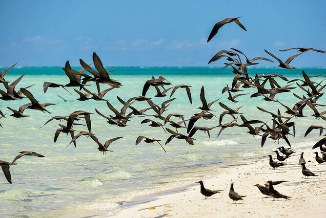 Excursion to Tetiaroa by Catamaran Visit Lunch Snorkeling - Final Word