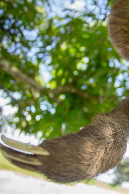 Excursion to the Amazon River - Key Points