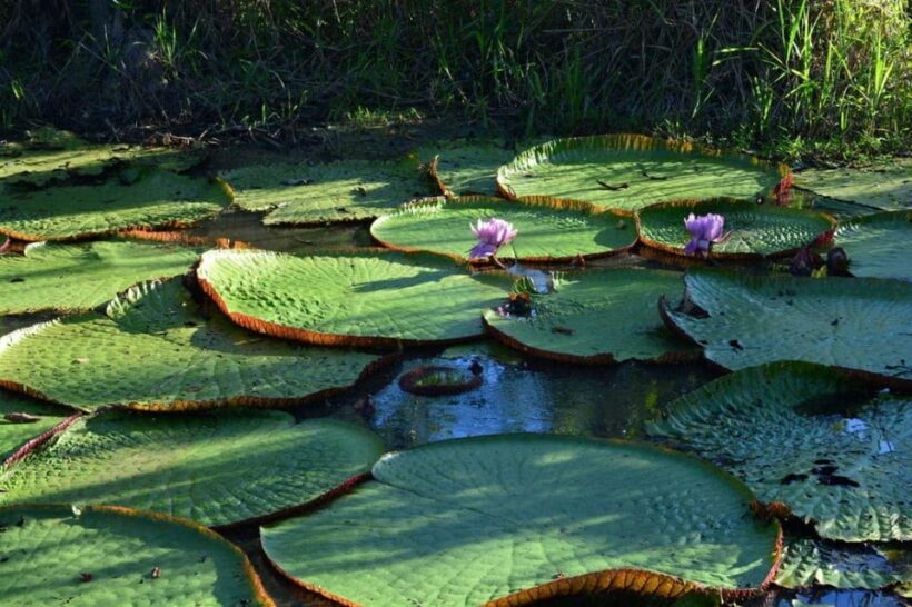 Excursion to the Amazon River - FAQ