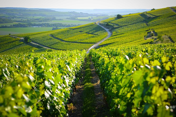 Excursion to the Champagne region and Wine Tasting - Value and Practical Considerations