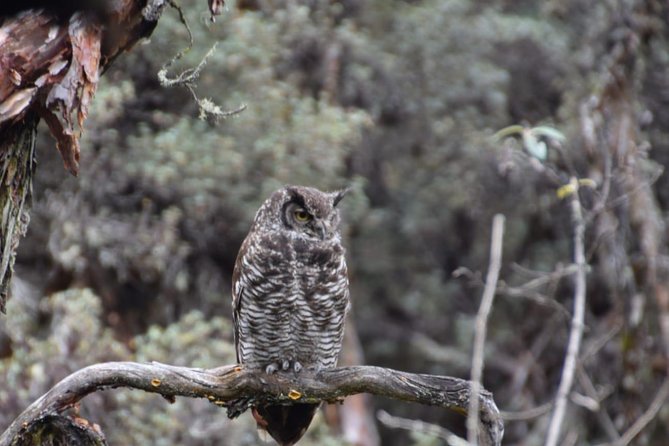 Excursion to the National Park El Cajas - Transportation and Pickup Logistics