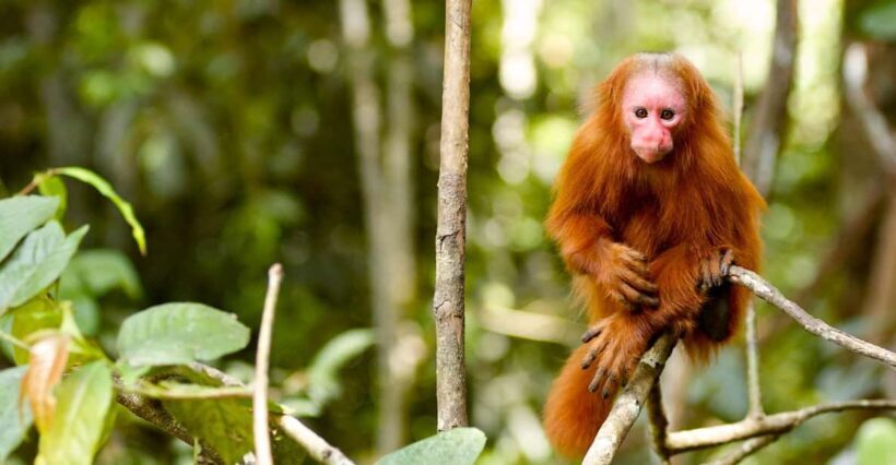 Excursion to the Pacaya Samiria National Reserve Jungle. - Who Should Consider This Tour?