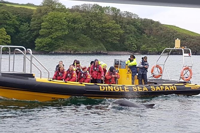 Exhilarating Rib experience - Dingle sea safari - The Sum Up: Who Will Love This Tour?