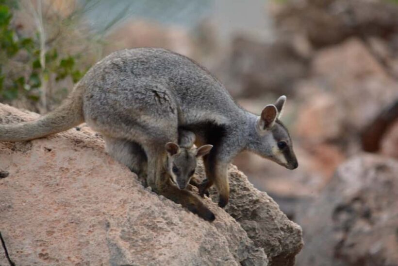 Exmouth: Full day Ningaloo in a Day tour - What Makes This Tour Stand Out?