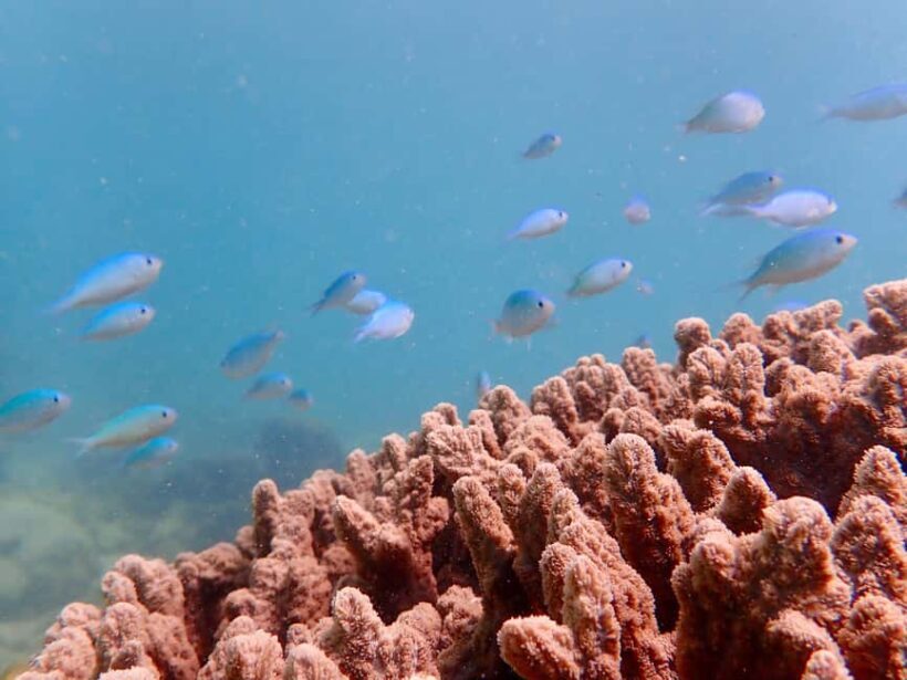 Exmouth: Half Day Coral by Kayak tour - Why This Tour is a Great Choice