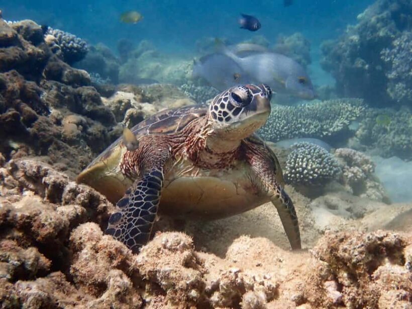 Exmouth: Half Day Turtle Kayak & Snorkel Tour - Authentic Feedback from Participants