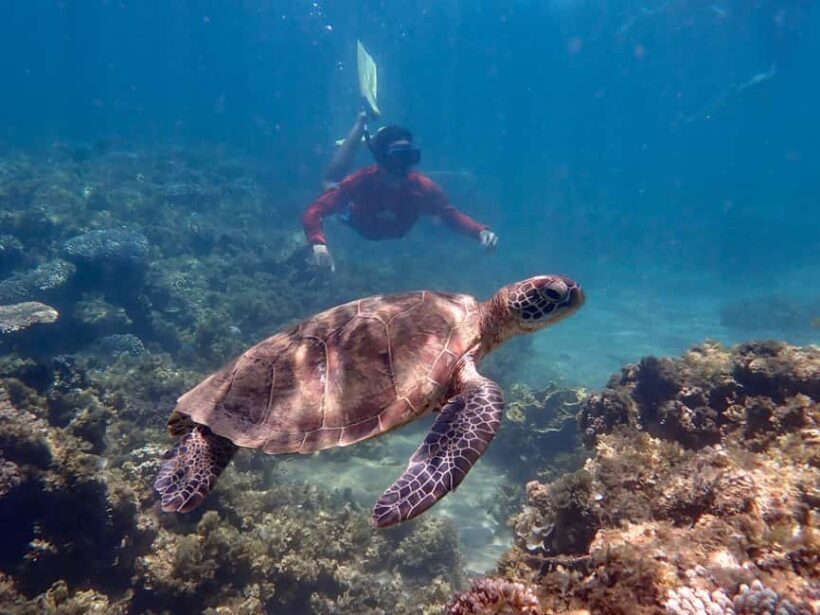 Exmouth: Half Day Turtle Kayak & Snorkel Tour - Final Thoughts: Is it Worth It?