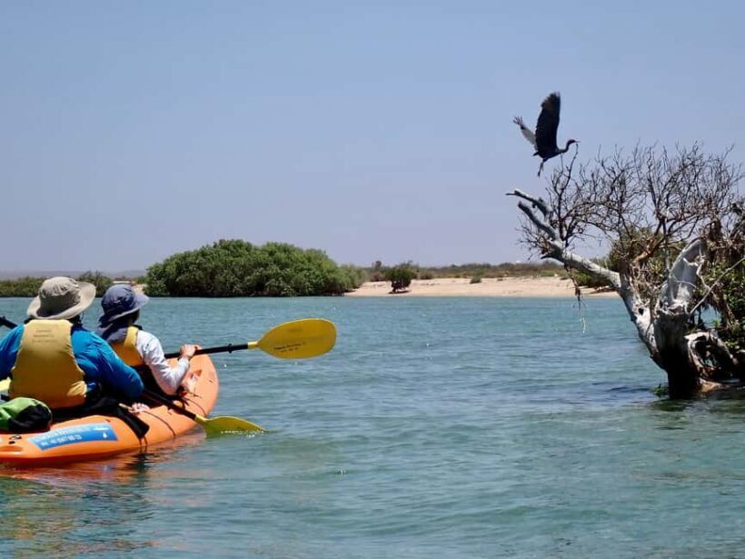 Exmouth: Half Day Turtle Kayak & Snorkel Tour - FAQs