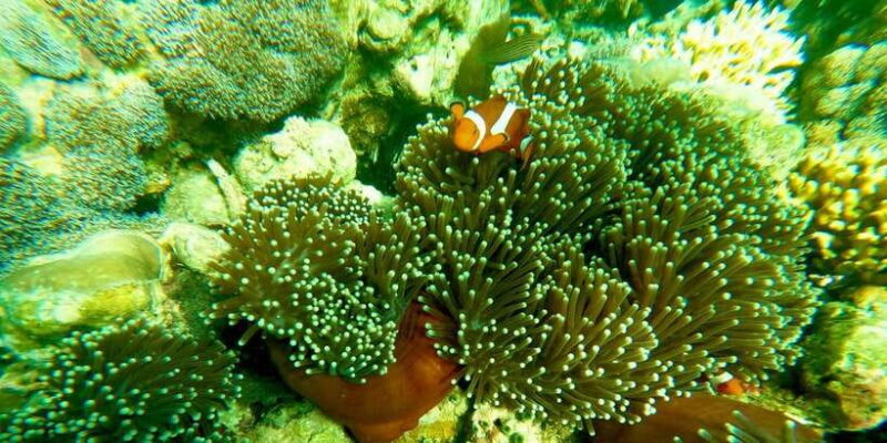 Exotic Escape Island : Pink Beach and Snorkeling Daily Tour - Exploring the Itinerary: A Deep Dive