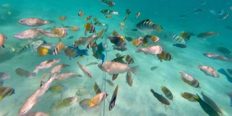 Exotic Escape Island : Pink Beach and Snorkeling Daily Tour - Practical Tips for Participants