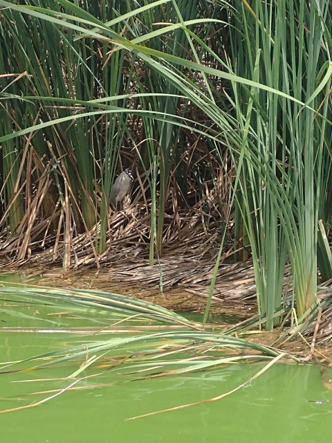 Experiece in Pachacamac and Pantanos de Villa - Key Points