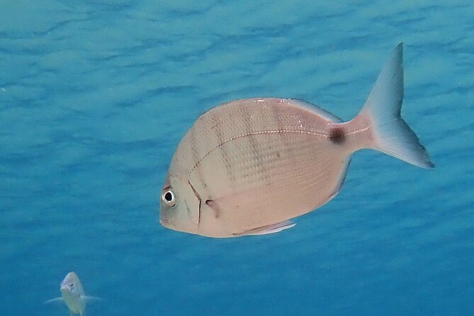 Experience 2-Hour Guided Snorkelling in Costa Teguise Lanzarote - FAQ