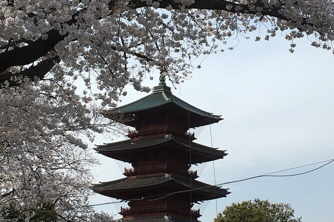 Experience a day Like a Local: Miso-soup Making & Sakura Viewing - Final Thoughts
