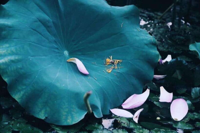 Experience Ancient West Lake in Hangzhou - Key Points