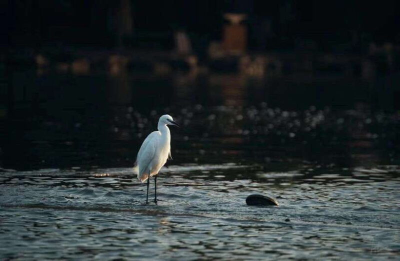 Experience Ancient West Lake in Hangzhou - What to Expect in Terms of Value and Practicalities