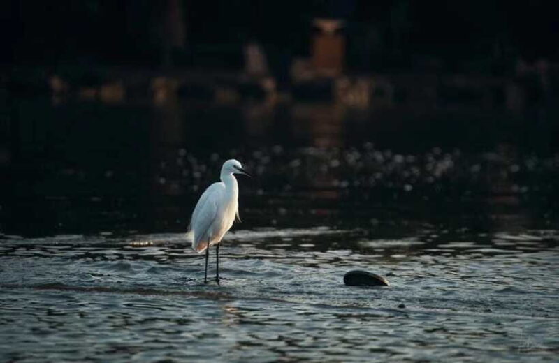 Experience Ancient West Lake in Hangzhou - Authenticity and Reviews