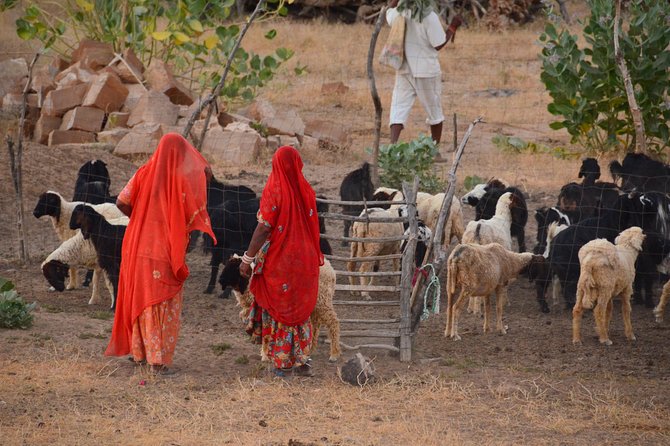 Experience Authentic Desert Villages & Sunset Camel Safari - Key Points