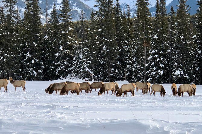 Experience Banff & Lake Louise | Moraine - PRIVATE DAY TOUR - Why This Tour Provides Great Value