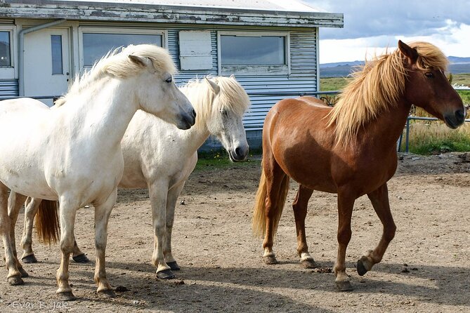 Experience Countryside of Iceland by Horseback Riding - Who Should Consider This Tour?