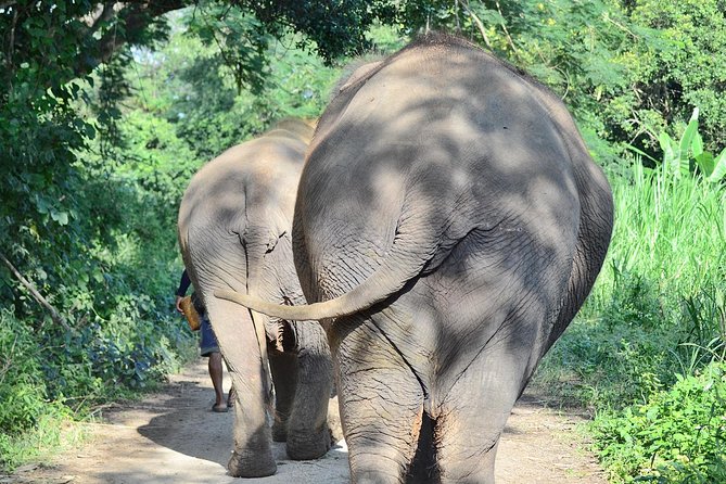 Experience Elephant Sanctuary + Sticky Waterfall - A Well-Rounded, Authentic Wildlife Experience