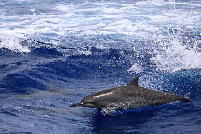 Experience Guam Dolphin Cruise - Key Points