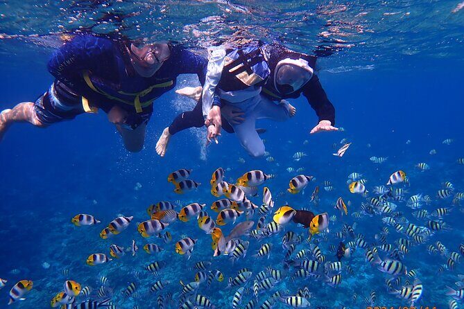 Experience Guam Dolphin Cruise - Who Will Love This Experience?