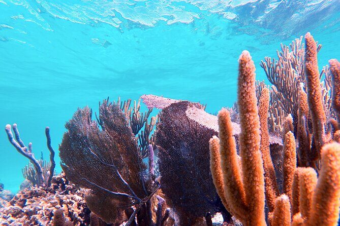 Experience Guided Snorkeling in Costa Maya - What Our Reviewers Say