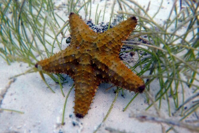 Experience Guided Snorkeling in Costa Maya - FAQs