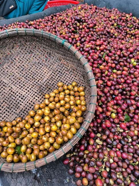 Experience how to make coffee from a sustainable farm Dalat - Journey to a Sustainable Coffee Farm in Dalat
